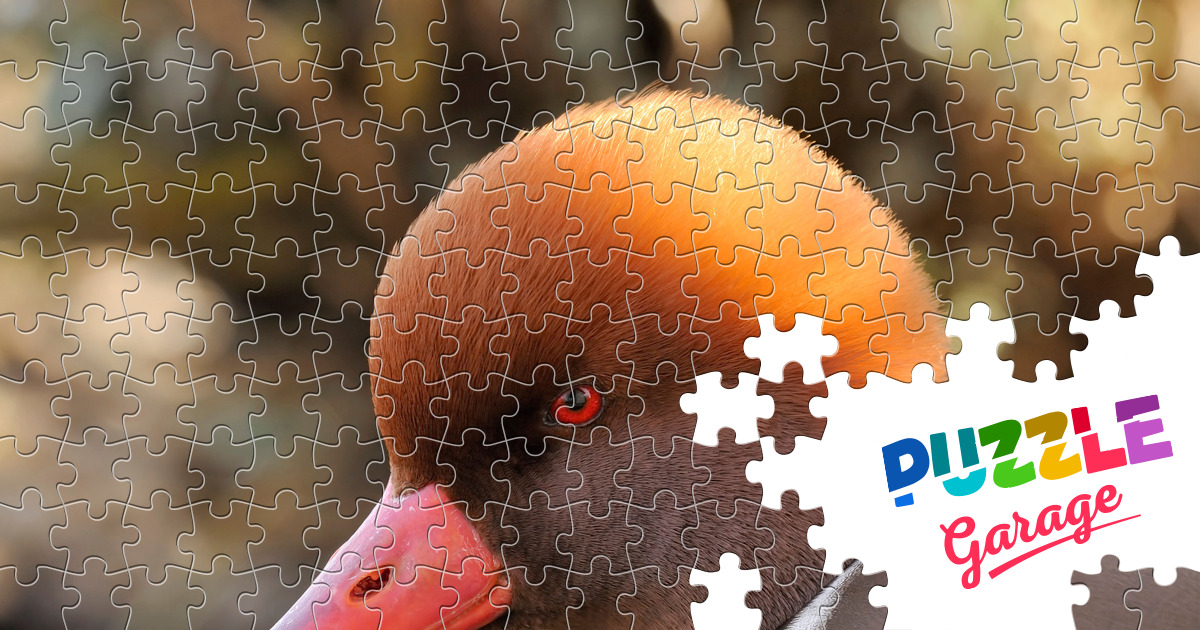 Red-crested pochard Jigsaw Puzzle (Animals, Birds) | Puzzle Garage