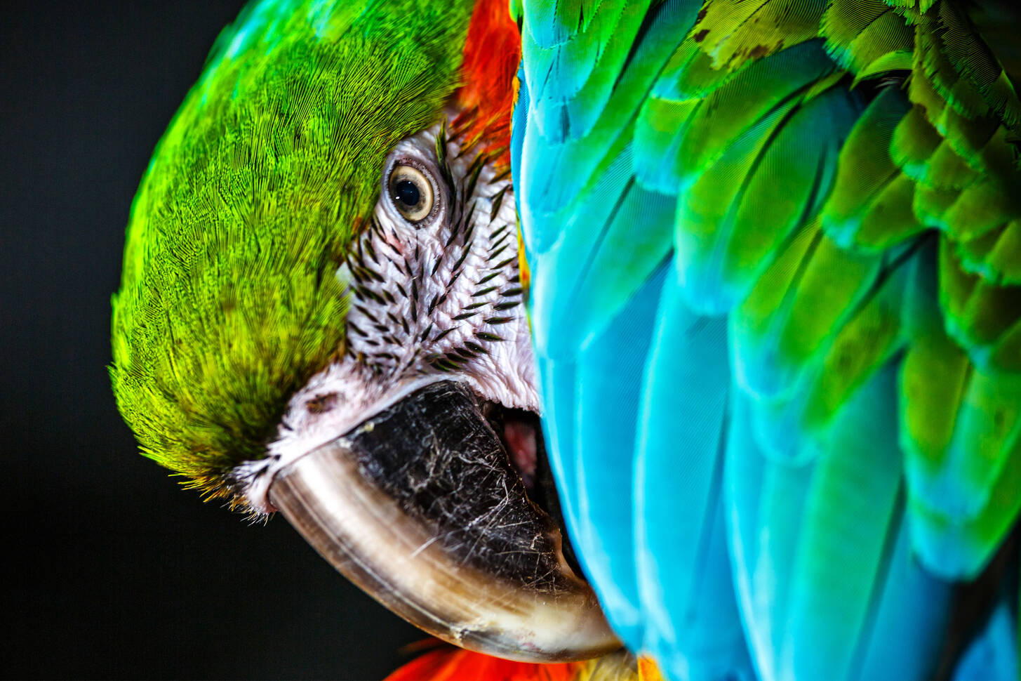 Green macaw Jigsaw Puzzle (Animals, Birds) | Puzzle Garage