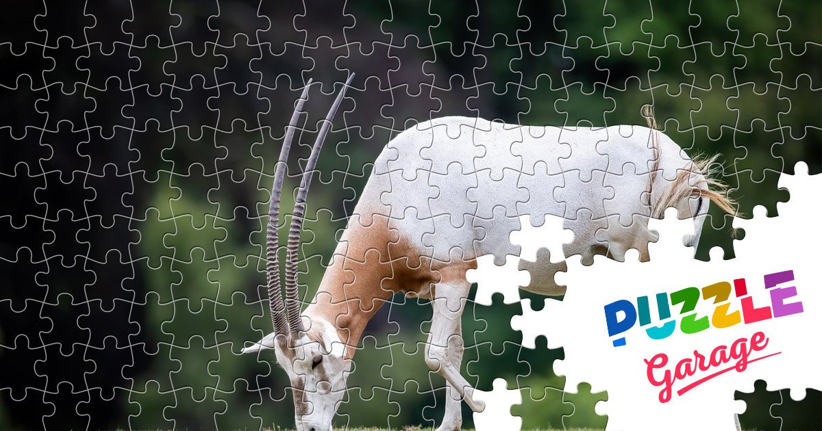 Oryx Jigsaw Puzzle (Animals, Mammals) | Puzzle Garage