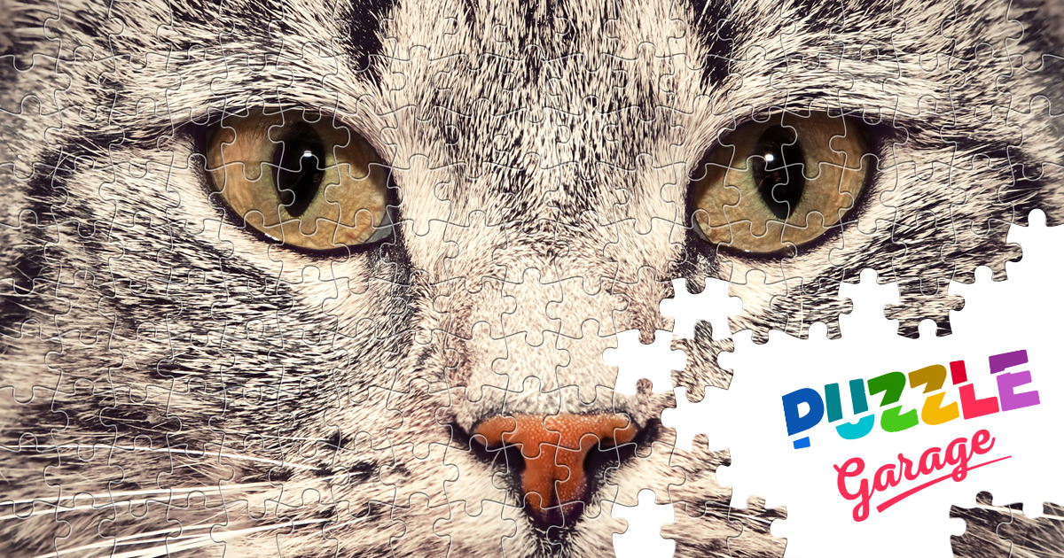 Cat face close up Jigsaw Puzzle (Animals, Pets) | Puzzle Garage