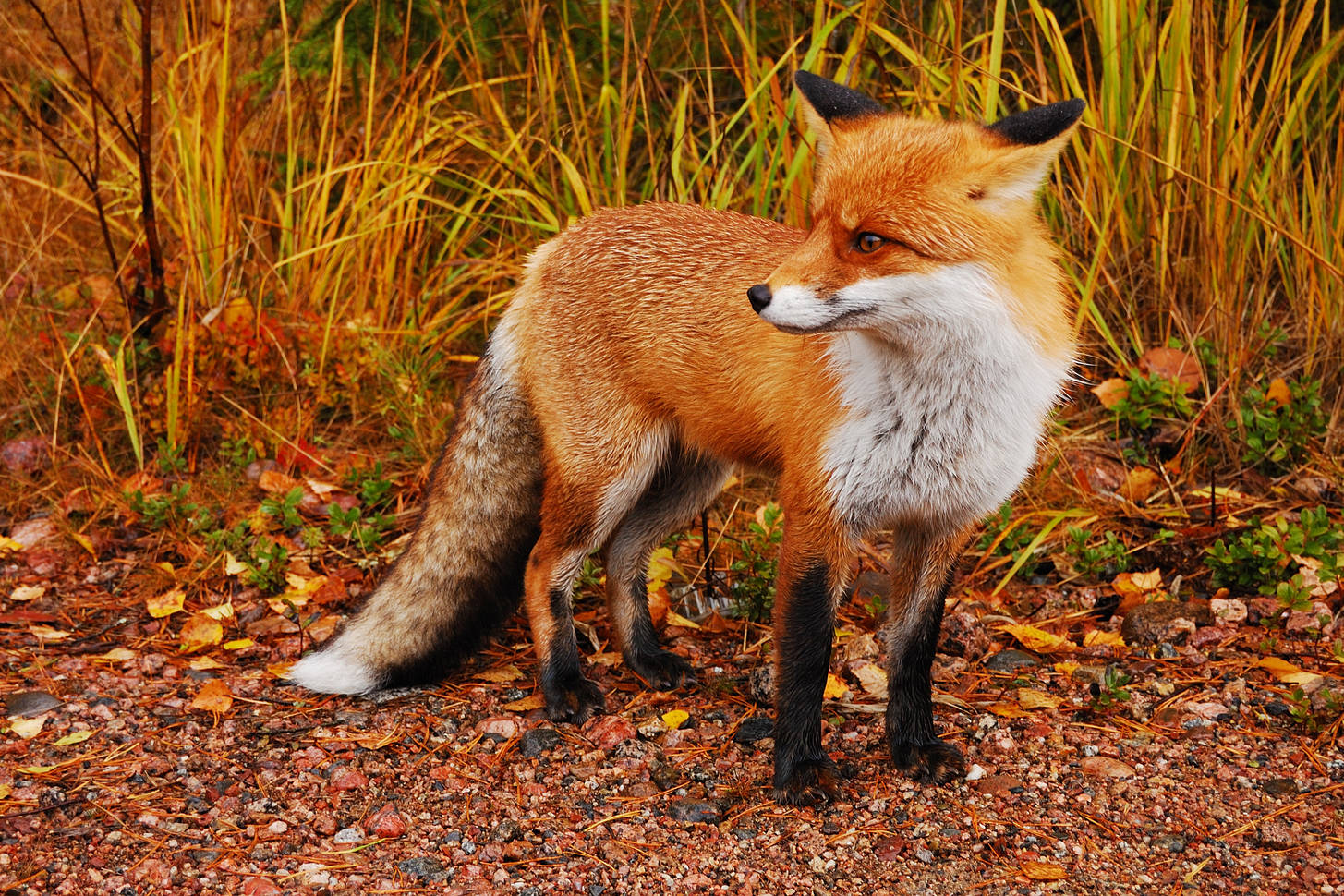 Fox Jigsaw Puzzle (Animals, Mammals) | Puzzle Garage