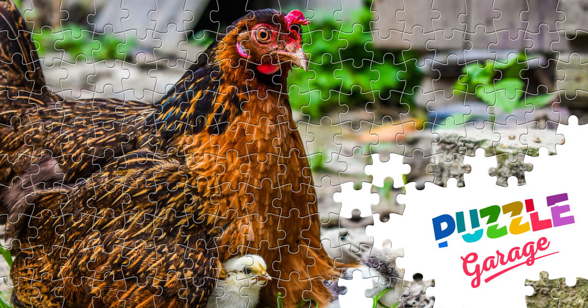 Chicken and chick Jigsaw Puzzle (Animals, Birds) | Puzzle Garage