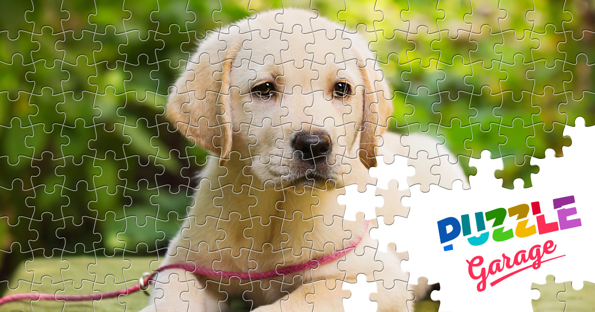 Labrador puppy Jigsaw Puzzle (Animals, Pets) | Puzzle Garage