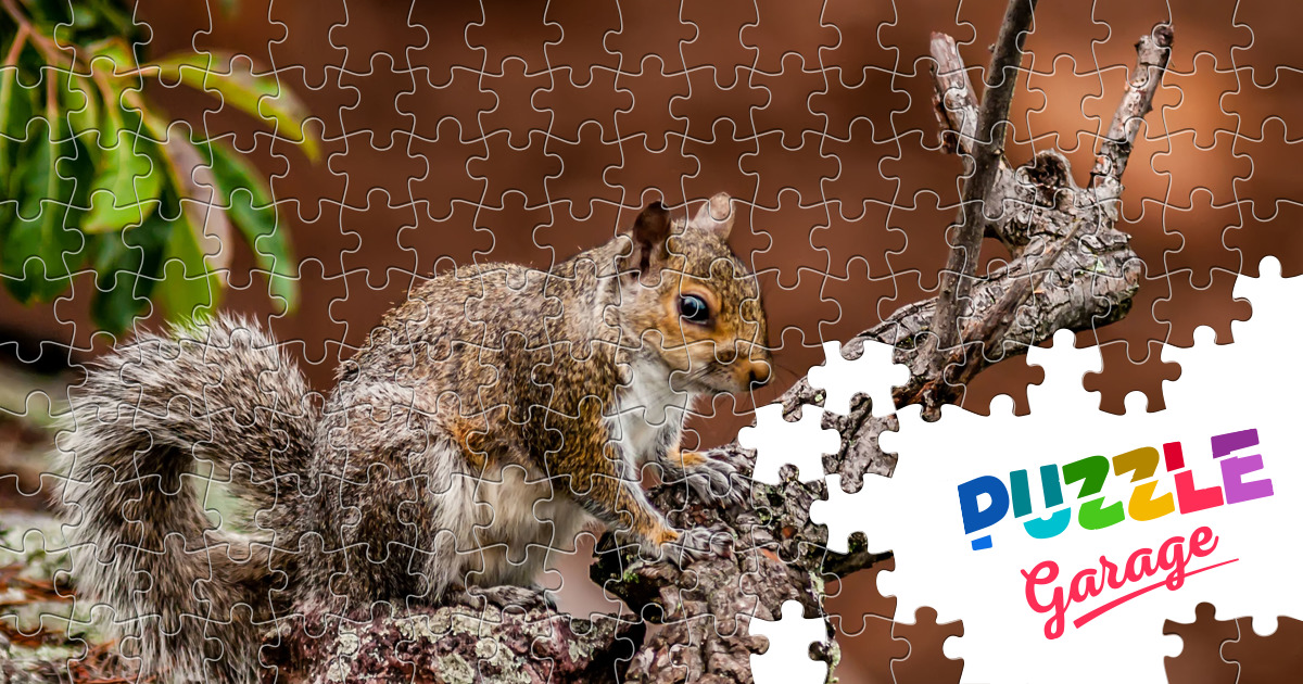 Squirrel on a branch Jigsaw Puzzle (Animals, Mammals) | Puzzle Garage