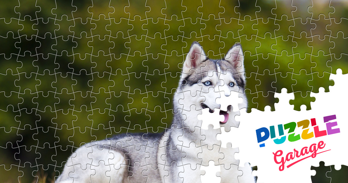 Siberian Husky Jigsaw Puzzle (Animals, Pets) | Puzzle Garage