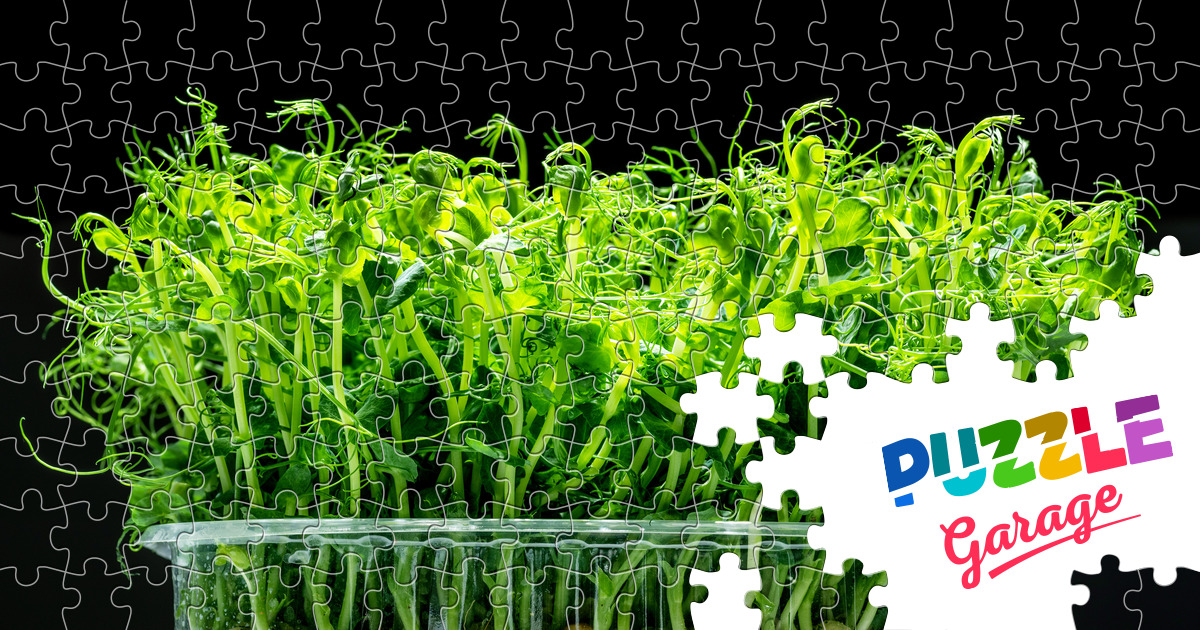 Pea sprouts Jigsaw Puzzle (Home, Food) | Puzzle Garage