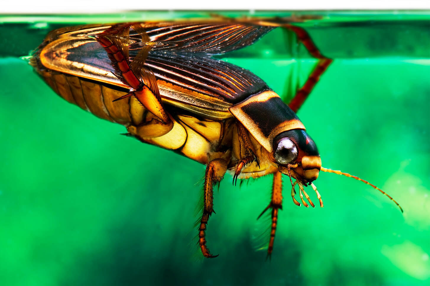 Swimming beetle in water Jigsaw Puzzle (Animals, Insects) | Puzzle Garage