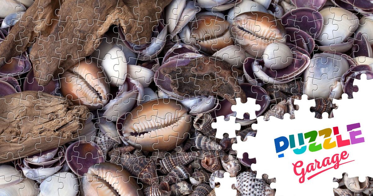 Seashells on the beach Jigsaw Puzzle (Animals, Marine life) | Puzzle Garage