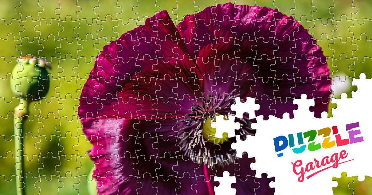 Poppy Jigsaw Puzzle (Plants, Flowers) | Puzzle Garage