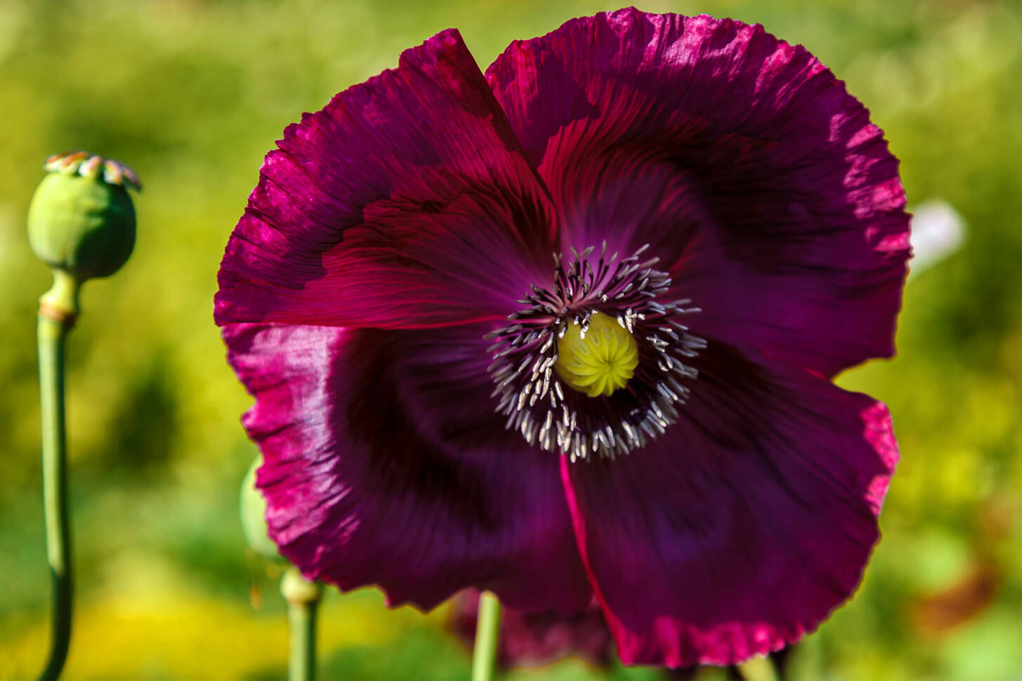 Poppy Jigsaw Puzzle (Plants, Flowers) | Puzzle Garage