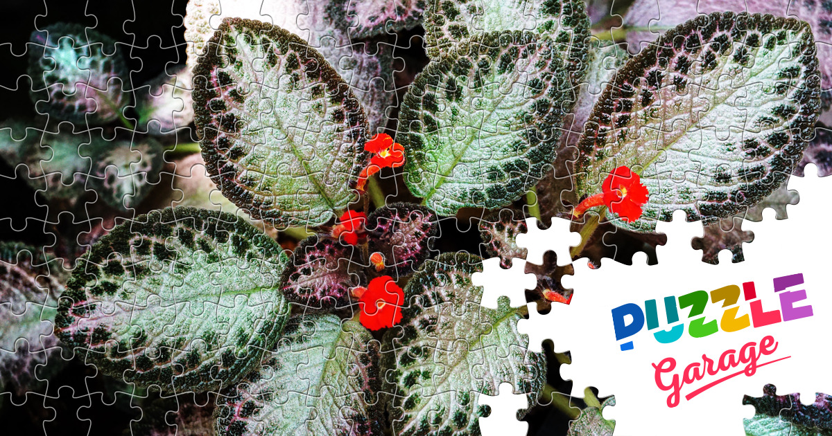 Fiery Violet Jigsaw Puzzle (Plants, Flowers) | Puzzle Garage