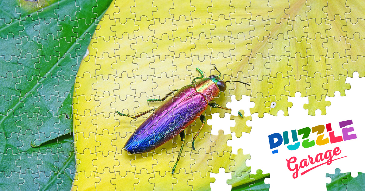 Jewel beetle on a leaf Jigsaw Puzzle (Animals, Insects) | Puzzle Garage