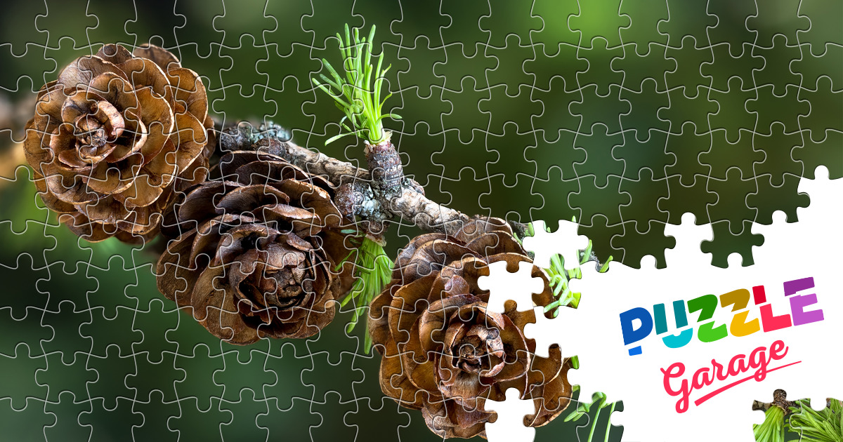 Branch with cones Jigsaw Puzzle (Plants, Trees) | Puzzle Garage