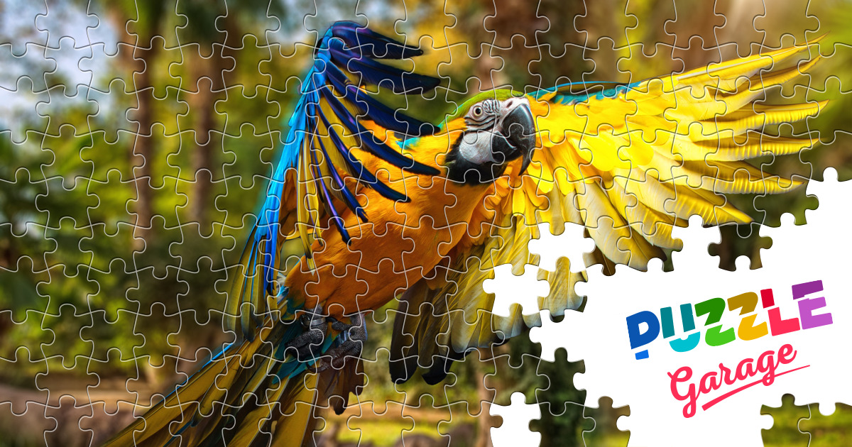 Macaw parrot in flight Jigsaw Puzzle (Animals, Birds) | Puzzle Garage