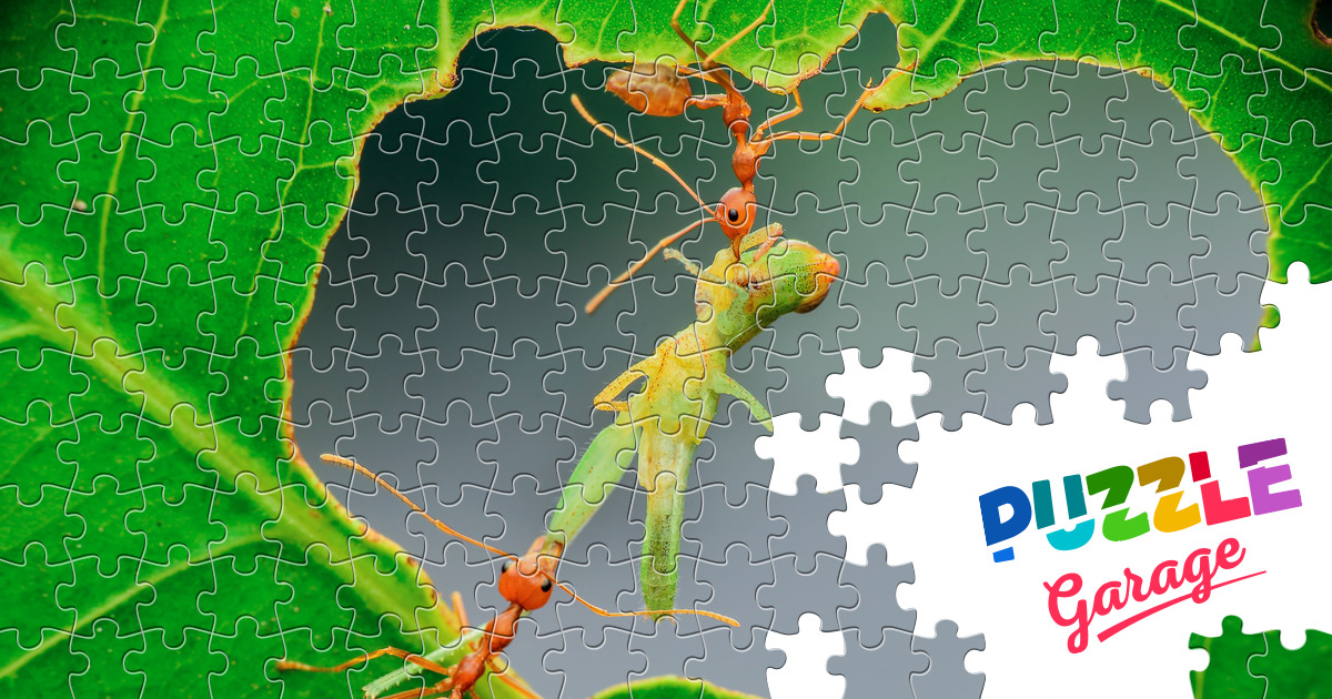 Ants with a grasshopper Jigsaw Puzzle (Animals, Insects) | Puzzle Garage