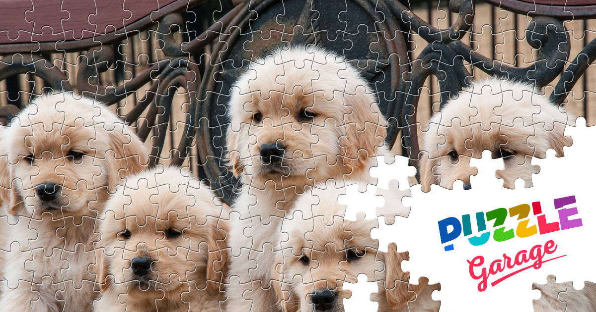 Golden retriever puppies Jigsaw Puzzle (Animals, Pets) | Puzzle Garage