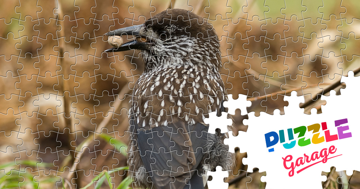 Bird nutcracker Jigsaw Puzzle (Animals, Birds) | Puzzle Garage