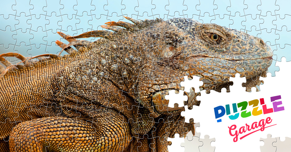 Iguana Jigsaw Puzzle (Animals, Reptiles) | Puzzle Garage