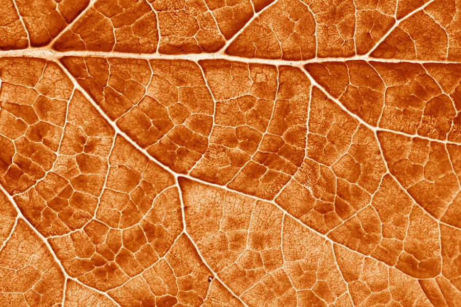 Multicolored bacteria and mold Jigsaw Puzzle (Other, Macro) | Puzzle Garage