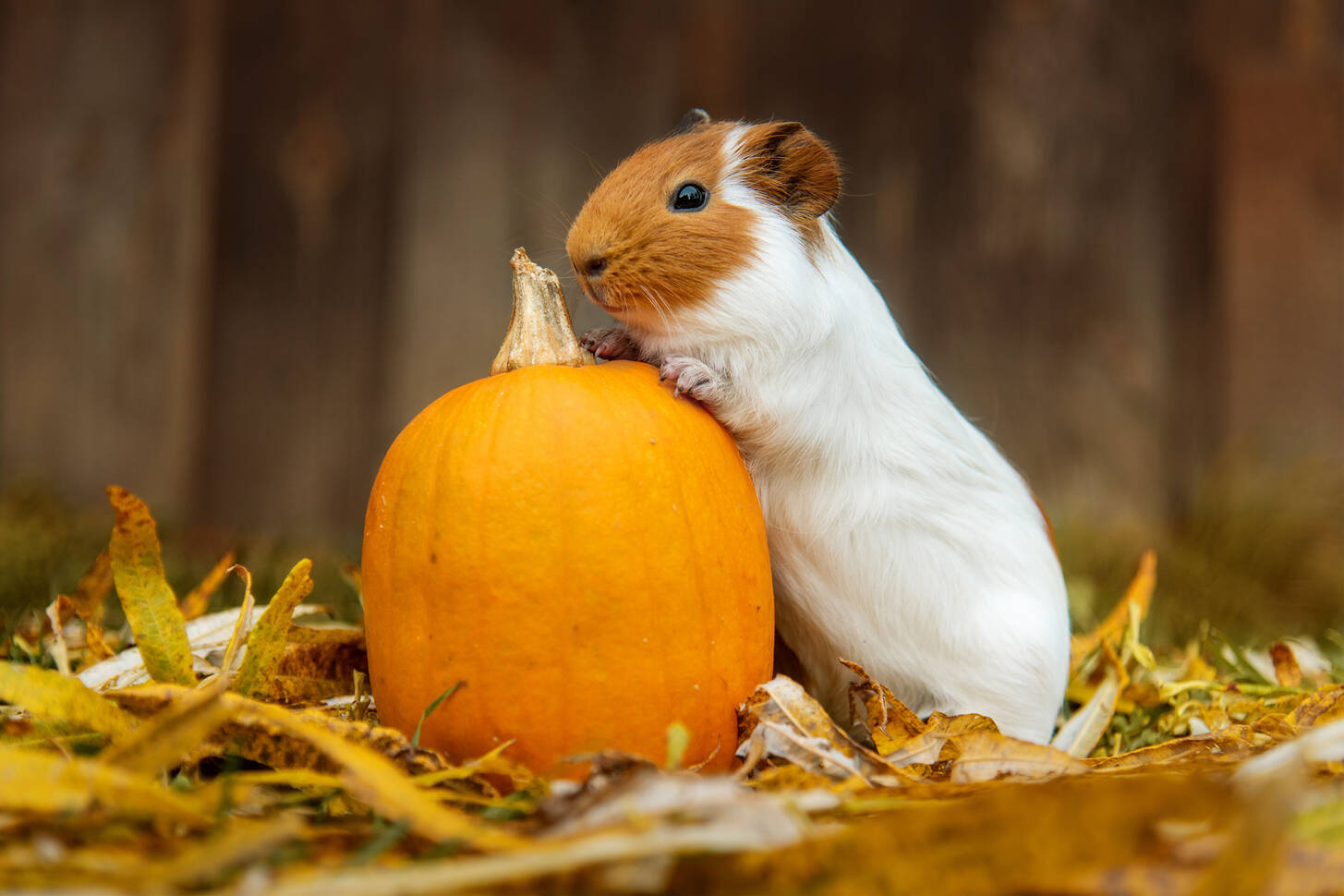 Guinea pig with pumpkin Jigsaw Puzzle (Animals, Pets) | Puzzle Garage