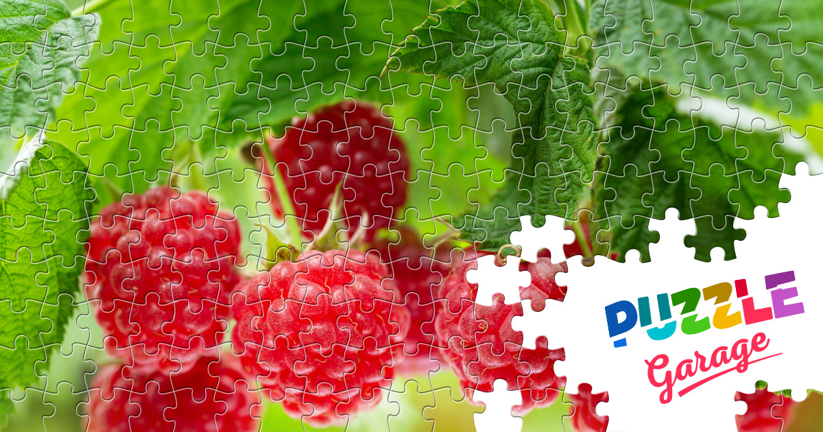 Ripe raspberries on a branch Jigsaw Puzzle (Plants, Berries) | Puzzle Garage