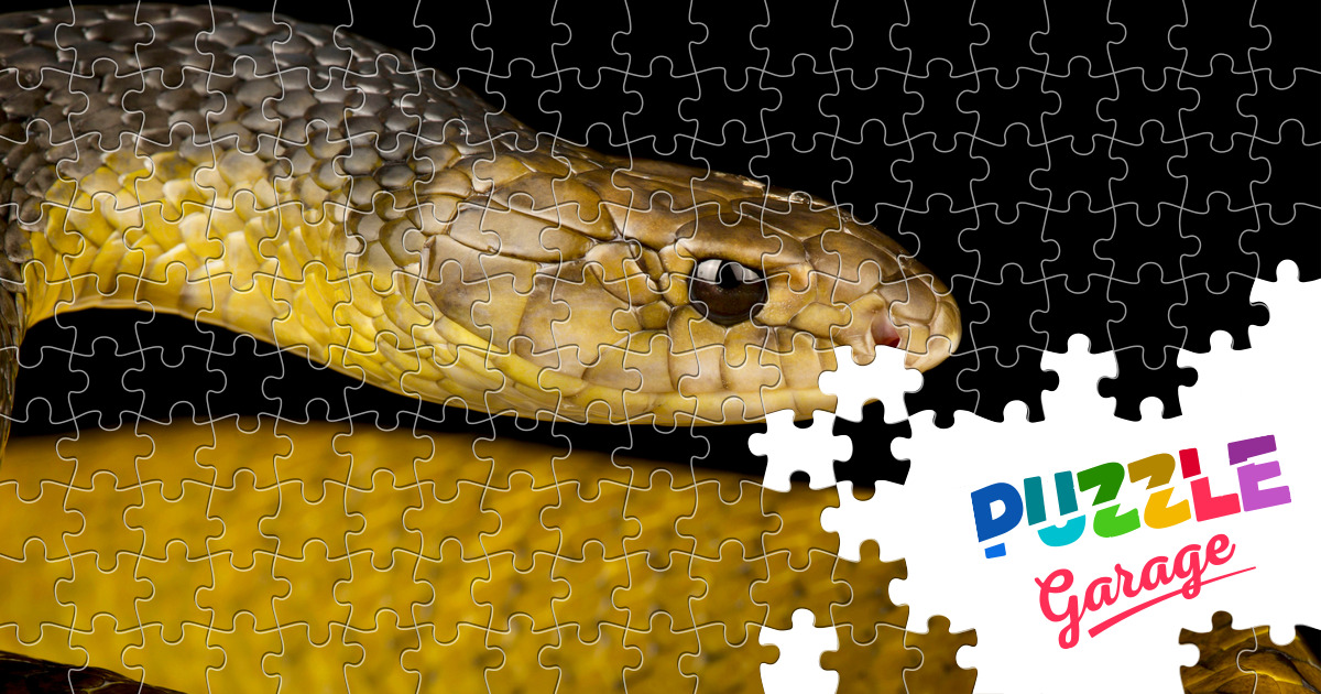 Indigo snake Jigsaw Puzzle (Animals, Reptiles) | Puzzle Garage