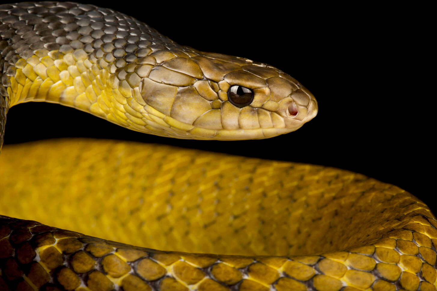 Indigo snake Jigsaw Puzzle (Animals, Reptiles) | Puzzle Garage