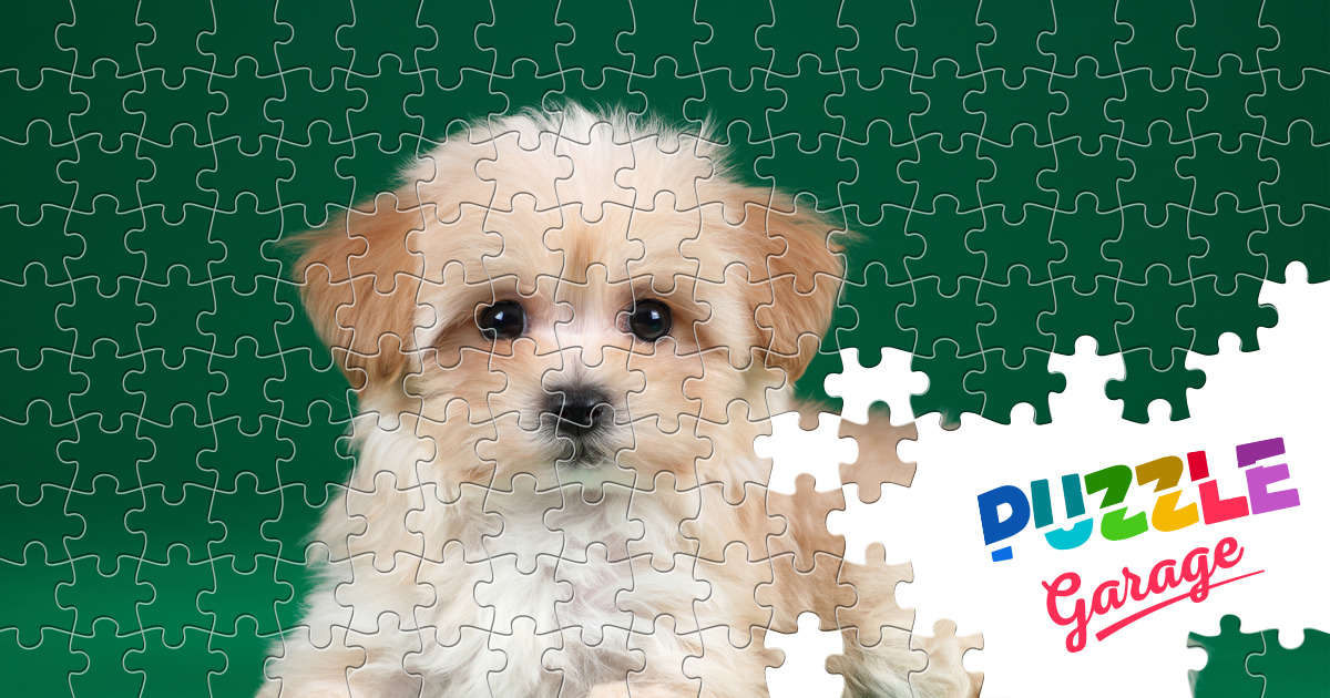 Puppy on a green background Jigsaw Puzzle (Animals, Pets) | Puzzle Garage