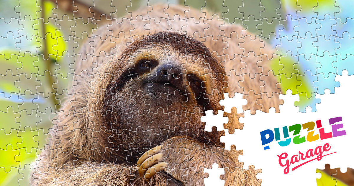 Sloth on a tree Jigsaw Puzzle (Animals, Mammals) | Puzzle Garage