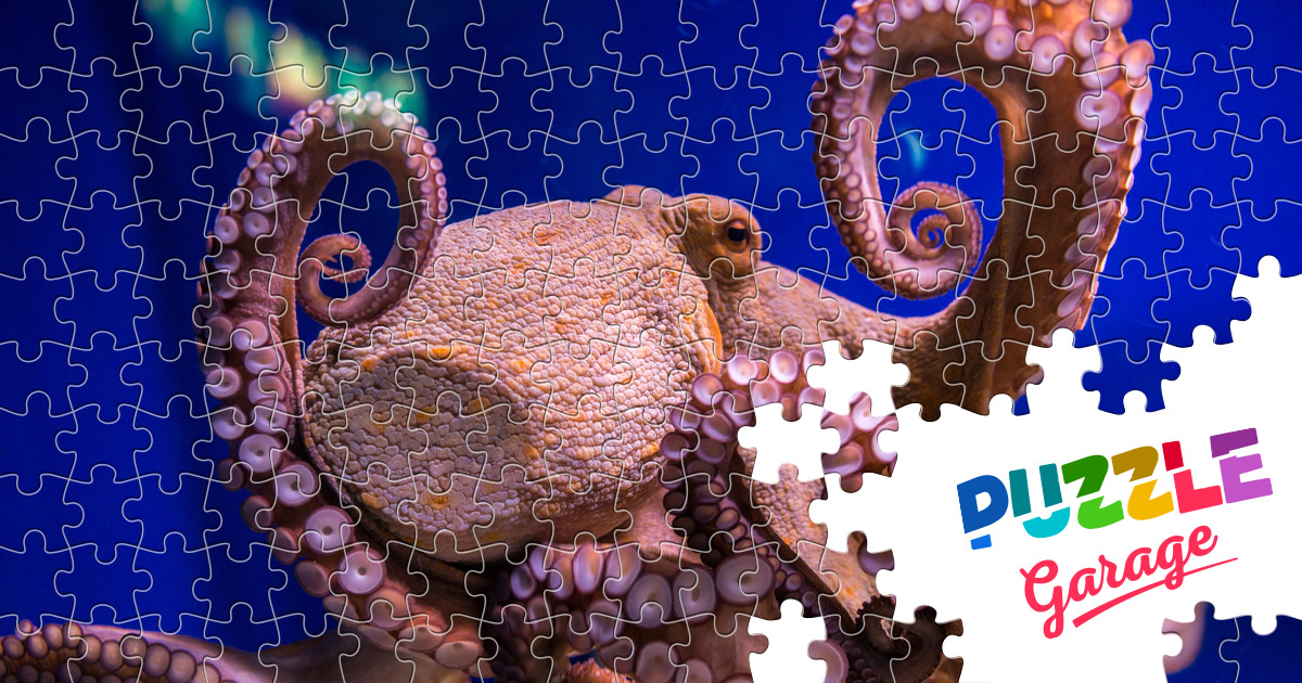 Common octopus Jigsaw Puzzle (Animals, Marine life) | Puzzle Garage