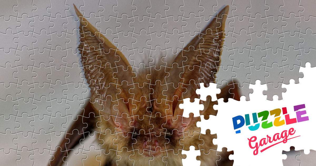 Long-eared bat Jigsaw Puzzle (Animals, Mammals) | Puzzle Garage