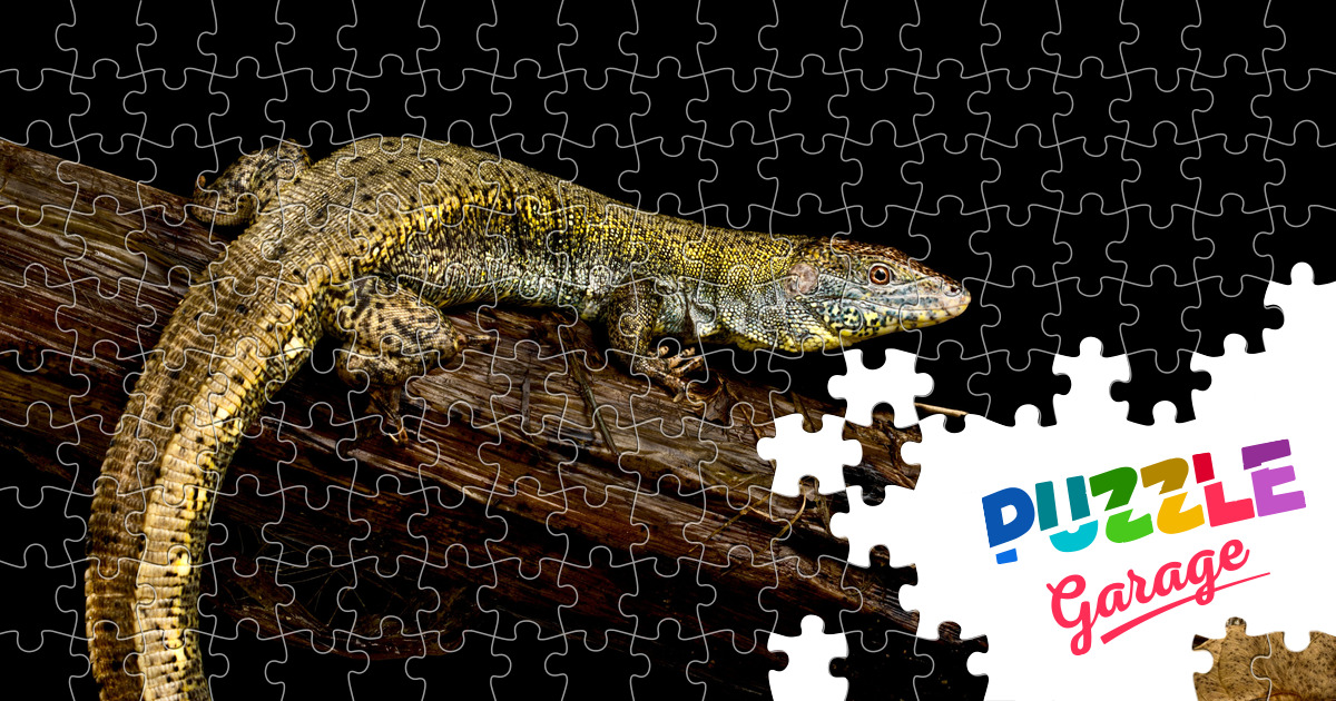 Madeira lizard Jigsaw Puzzle (Animals, Reptiles) | Puzzle Garage