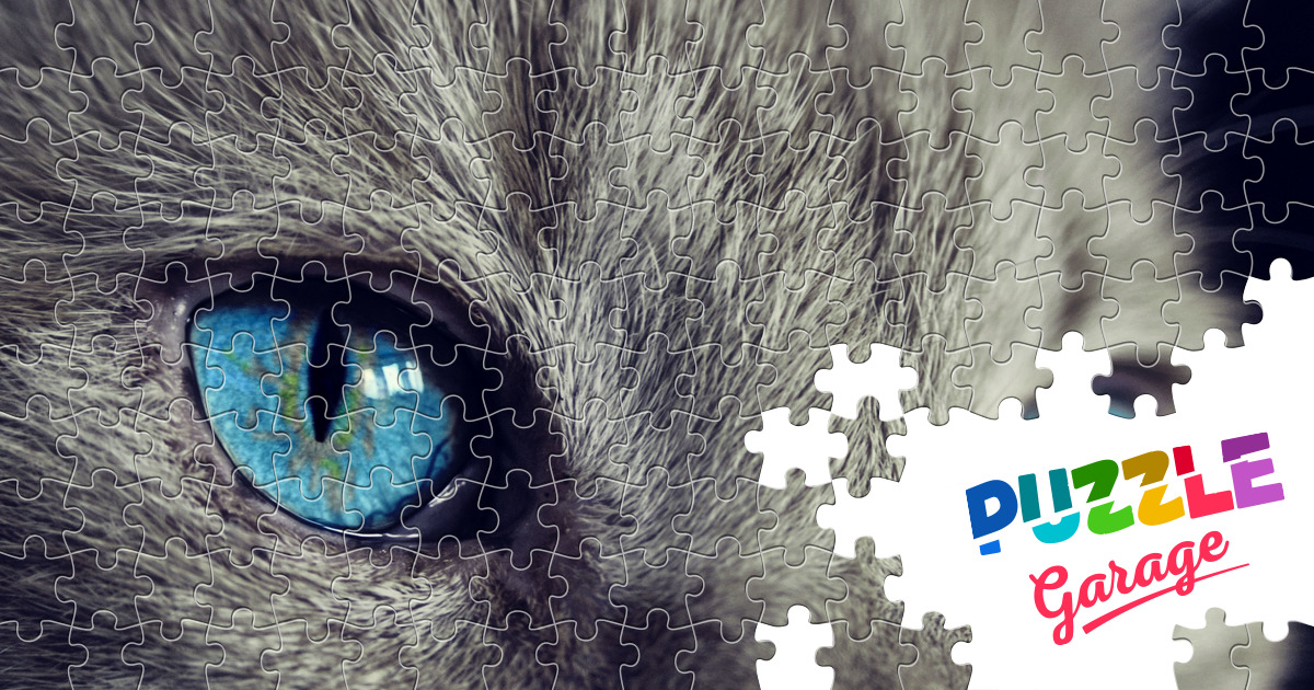 Cat look Jigsaw Puzzle (Animals, Pets) | Puzzle Garage