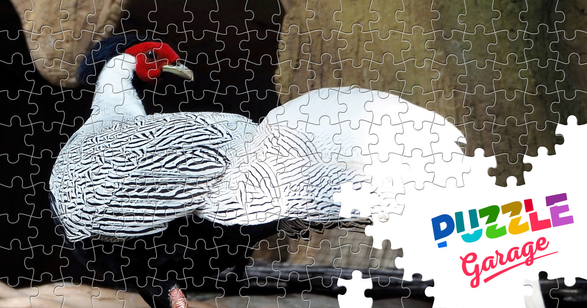 Silver pheasant Jigsaw Puzzle (Animals, Birds) | Puzzle Garage