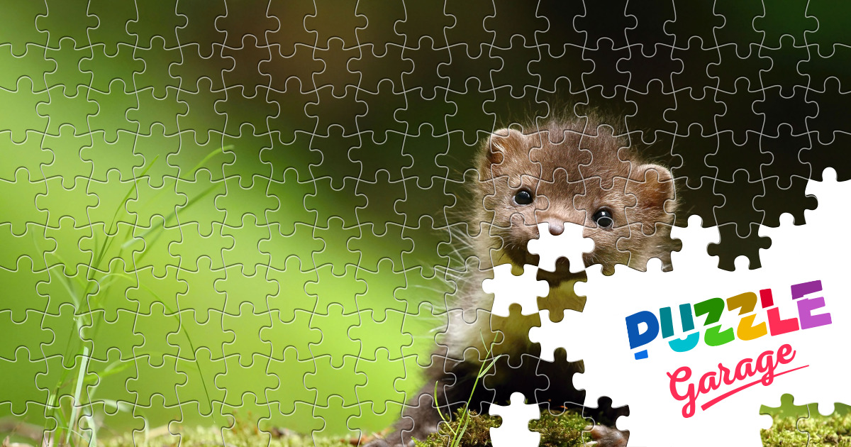 Baby marten Jigsaw Puzzle (Animals, Mammals) | Puzzle Garage