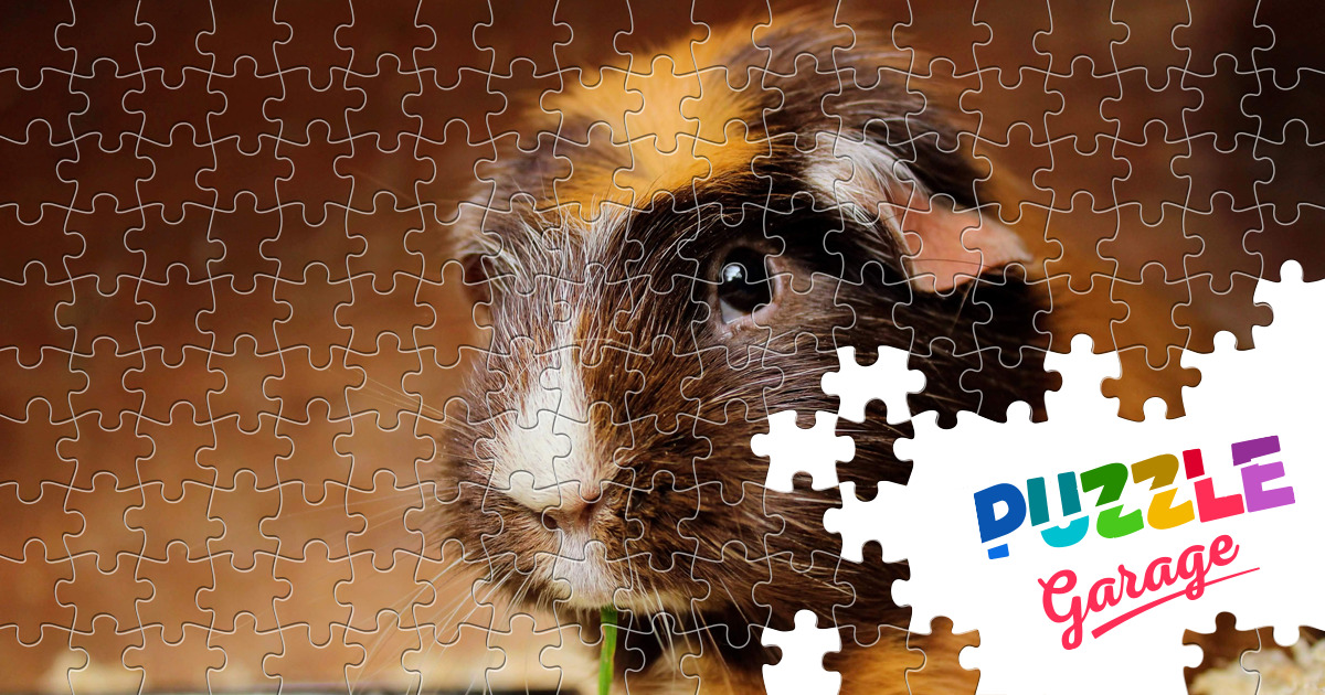 Zamorac Slagalice (Ћivotinje, Ljubimci) | Puzzle Garage