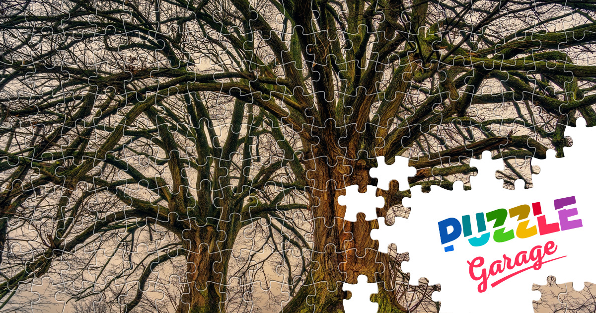 Trees Jigsaw Puzzle (Plants, Trees) | Puzzle Garage
