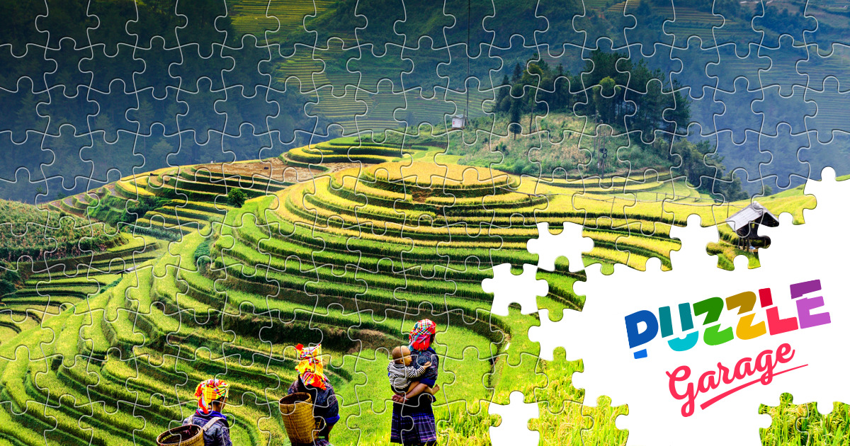 Harvest in rice fields Jigsaw Puzzle (Countries, Vietnam) | Puzzle Garage