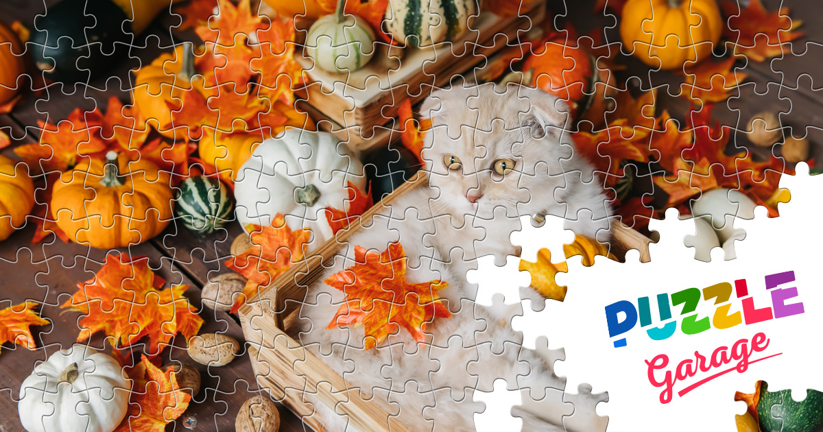 Cat and pumpkin Jigsaw Puzzle (Animals, Pets) | Puzzle Garage
