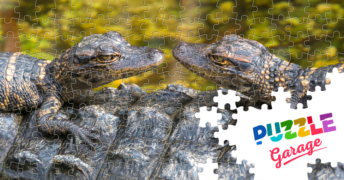Alligator cubs Jigsaw Puzzle (Animals, Reptiles) | Puzzle Garage