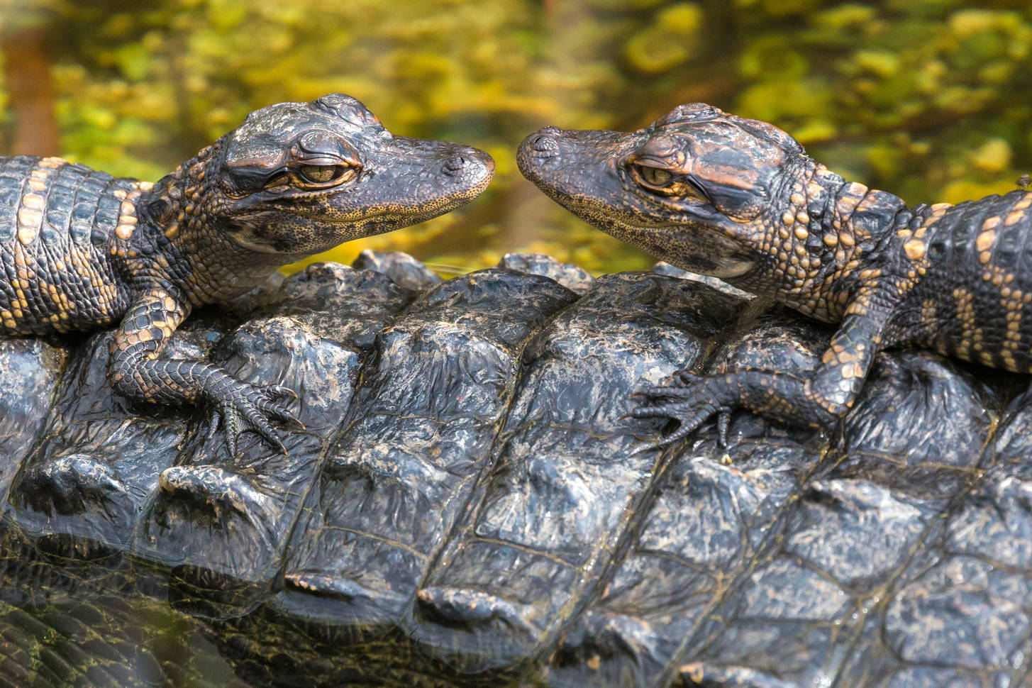 Alligator cubs Jigsaw Puzzle (Animals, Reptiles) | Puzzle Garage