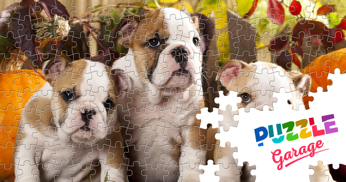 Bulldog puppies Jigsaw Puzzle (Animals, Pets) | Puzzle Garage