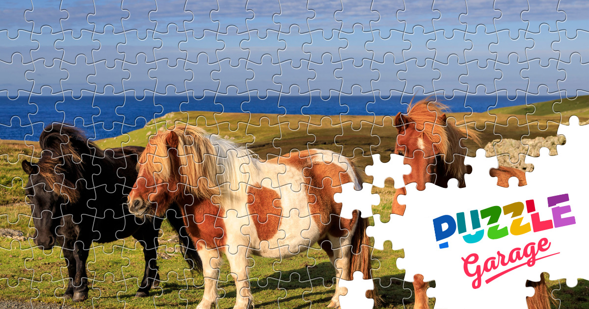 Shetland ponies Jigsaw Puzzle (Animals, Pets) | Puzzle Garage
