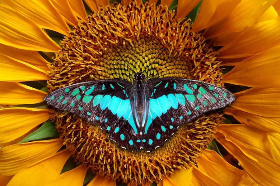 Insects - collection of online Jigsaw Puzzles | Puzzle Garage