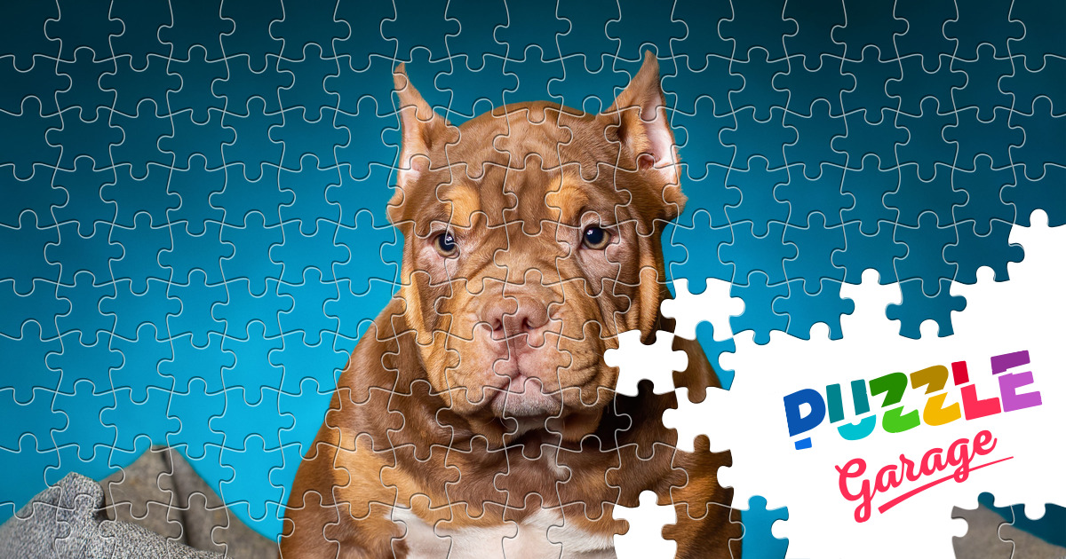 American Bully Puppy Jigsaw Puzzle (Animals, Pets) | Puzzle Garage