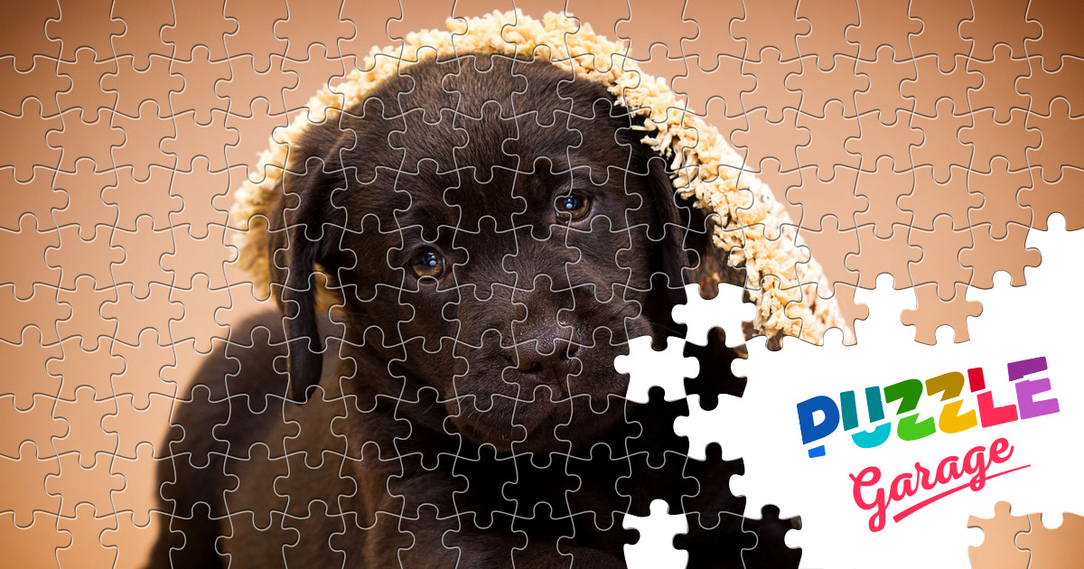 Chocolate Labrador puppy Jigsaw Puzzle (Animals, Pets) | Puzzle Garage