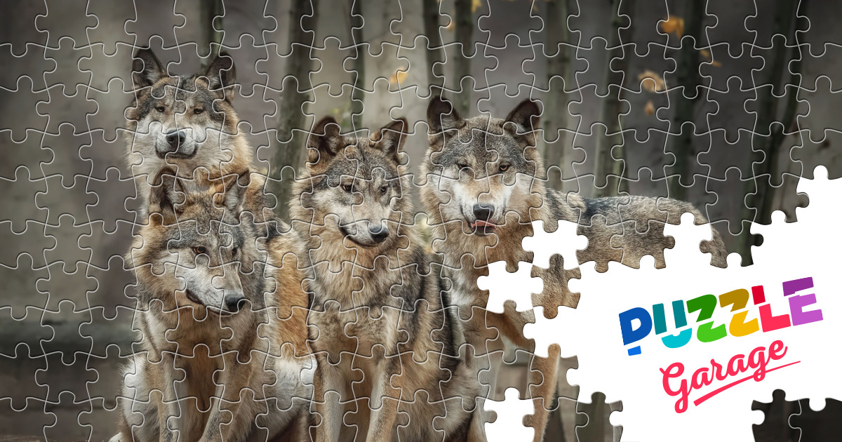Pack of wolves Jigsaw Puzzle (Animals, Mammals) | Puzzle Garage