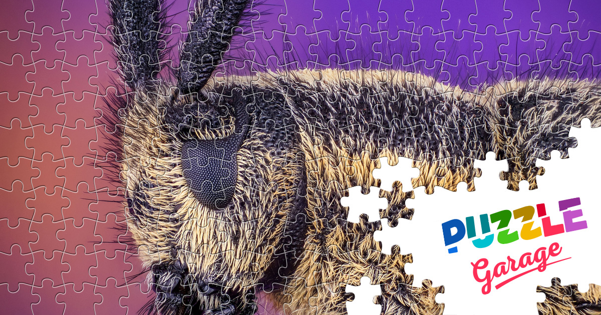 Macro photo of an insect Jigsaw Puzzle (Animals, Insects) | Puzzle Garage