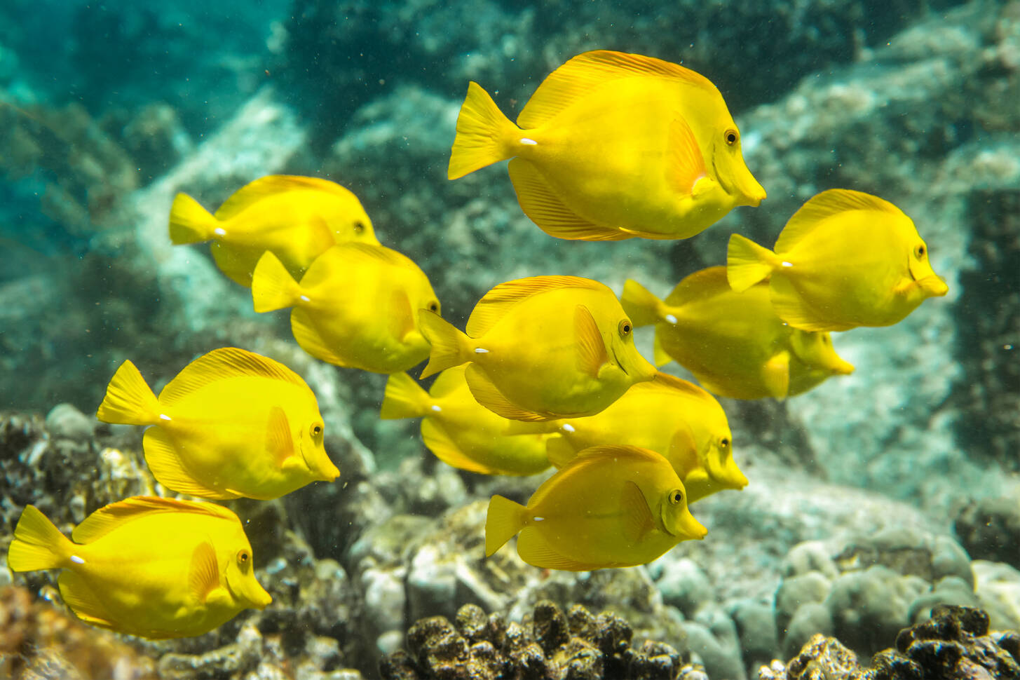 School of yellow fish Jigsaw Puzzle (Animals, Marine life) | Puzzle Garage
