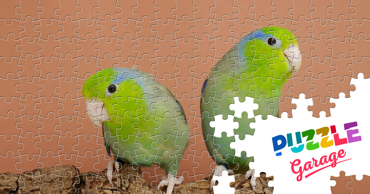 Pacific parrots Jigsaw Puzzle (Animals, Birds) | Puzzle Garage
